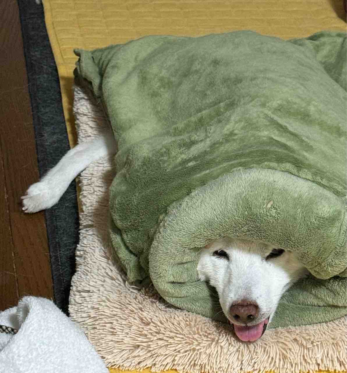 二ヶ月遅れ - くまめくり～日々是自転車操業～