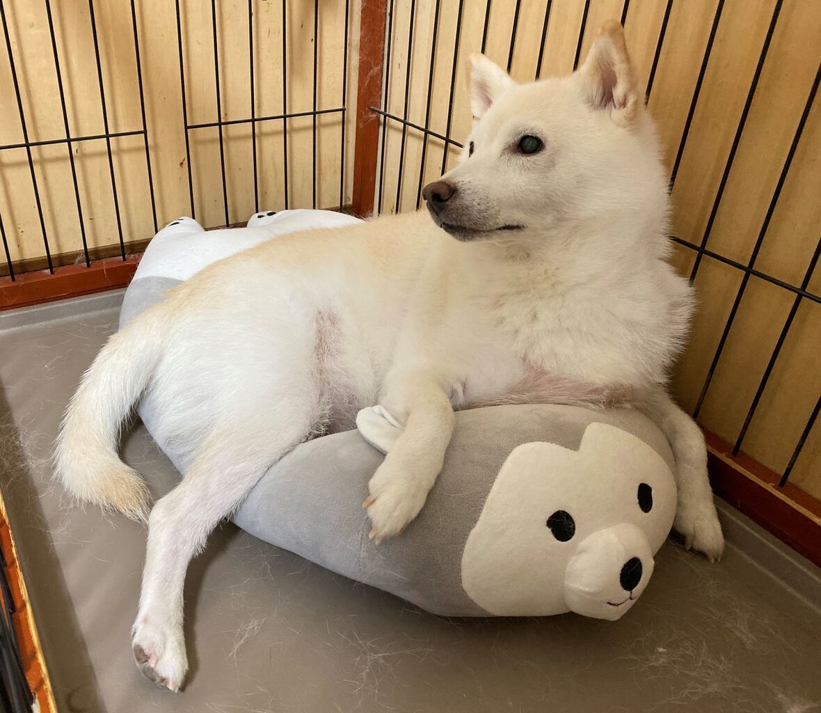 くまめくり～日々是自転車操業～ 2019年09月27日