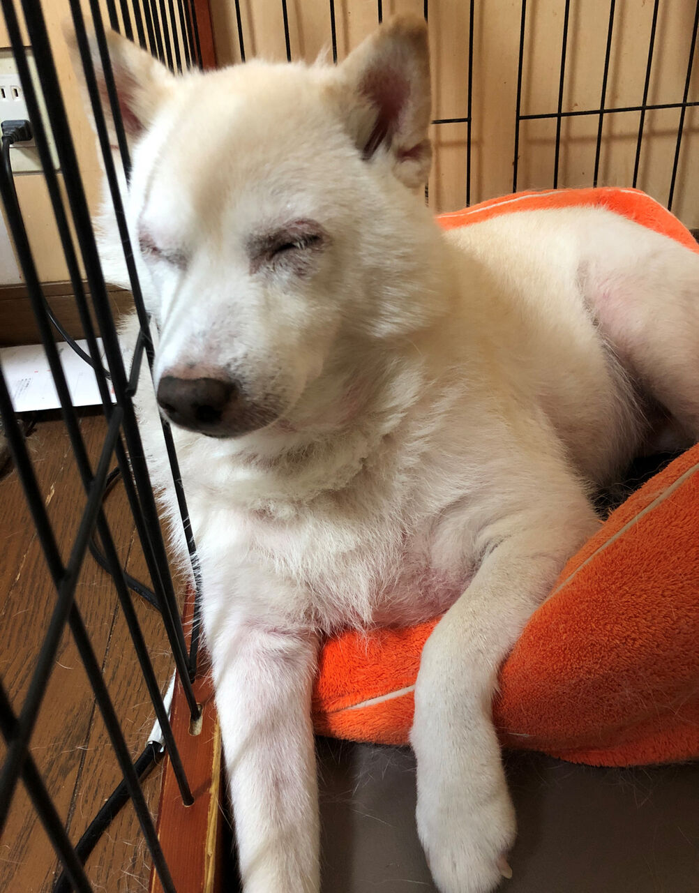 ぱちん - くまめくり～日々是自転車操業～