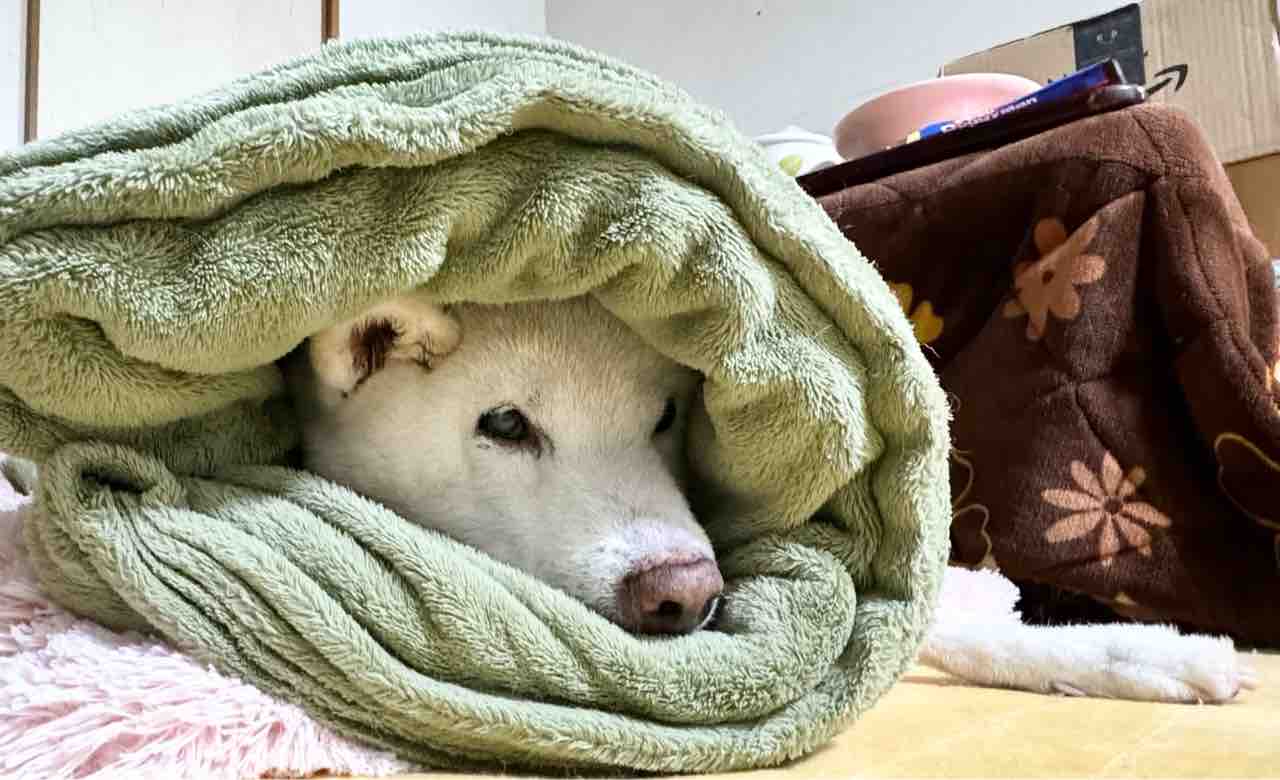 あやしい？ - くまめくり～日々是自転車操業～