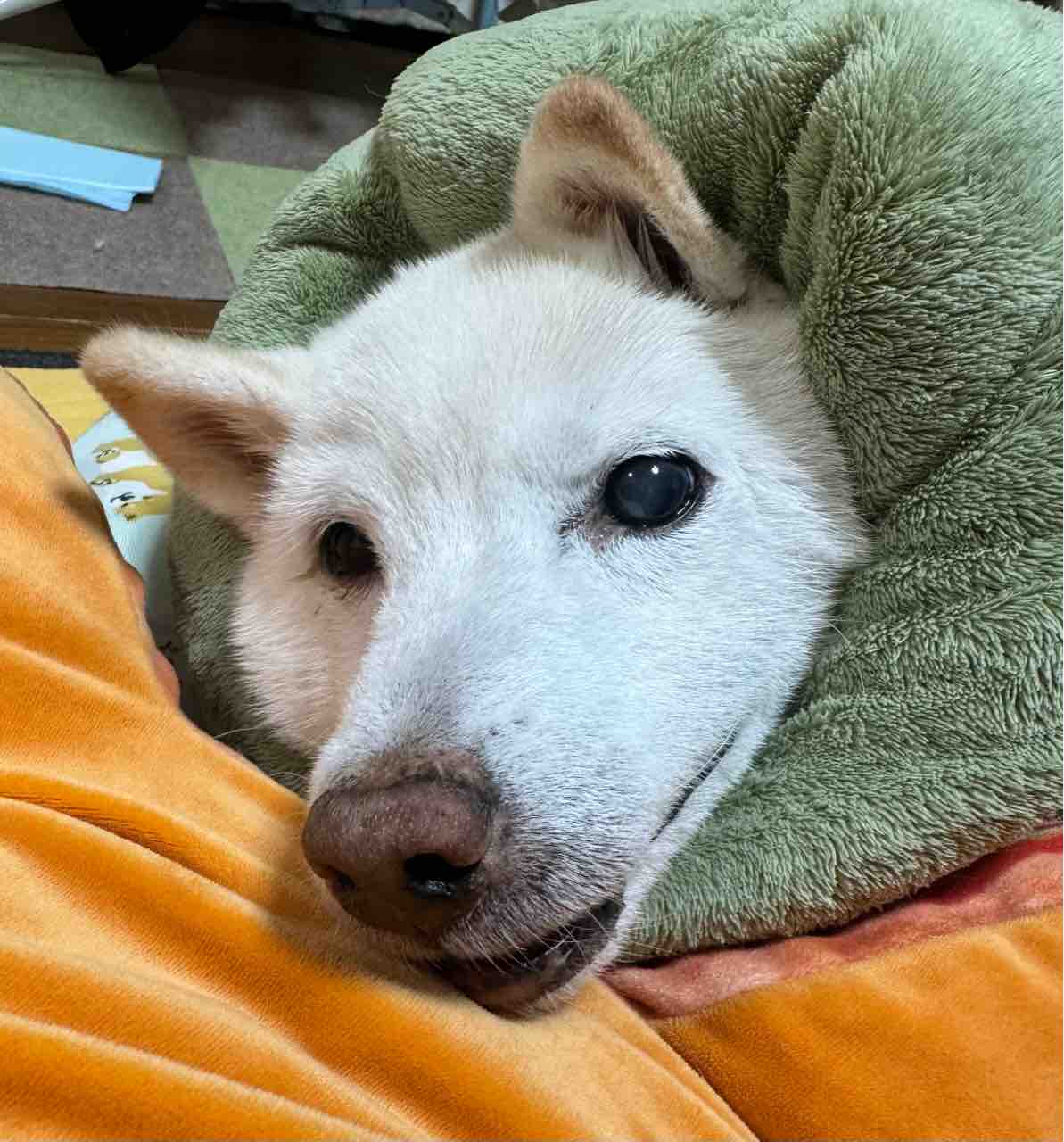 それぞれの本命・3 - くまめくり～日々是自転車操業～