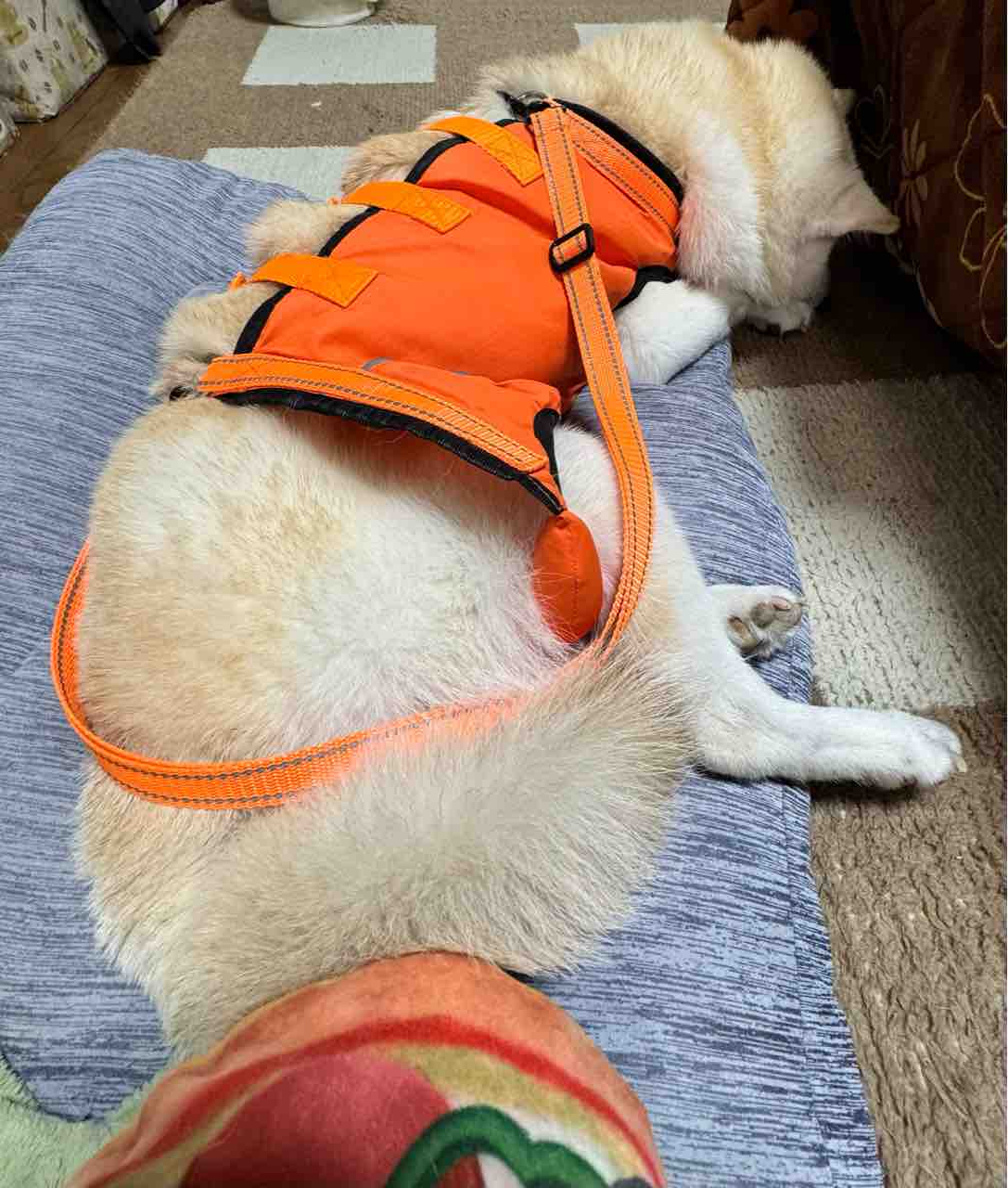 なぎらけんいち : くまめくり～日々是自転車操業～