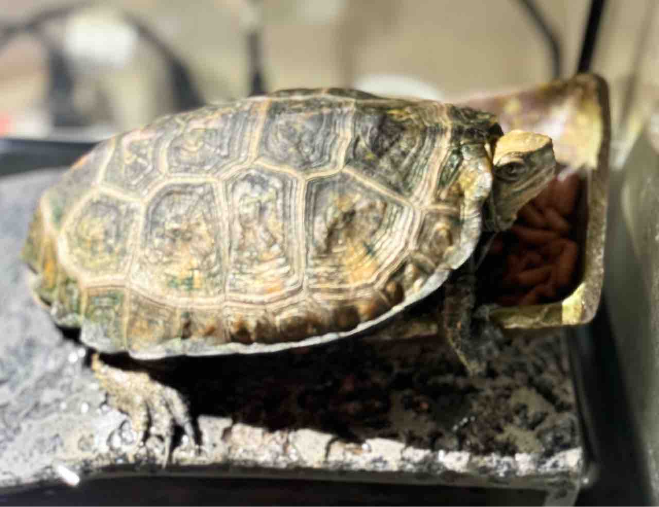 合格 : くまめくり～日々是自転車操業～