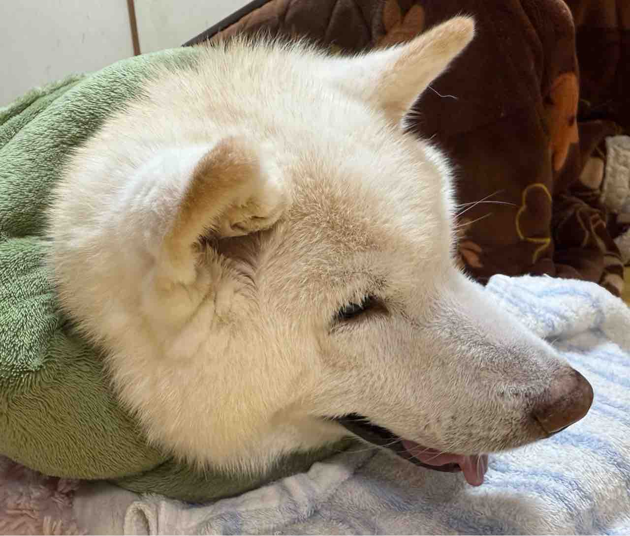 ぶたつづき - くまめくり～日々是自転車操業～