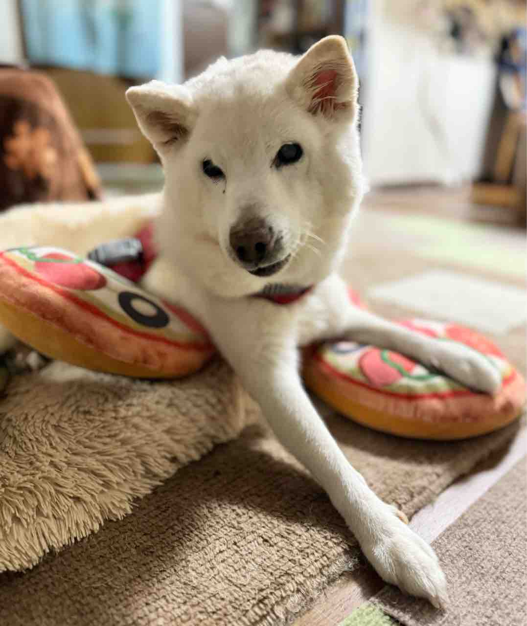 No.14 - くまめくり～日々是自転車操業～