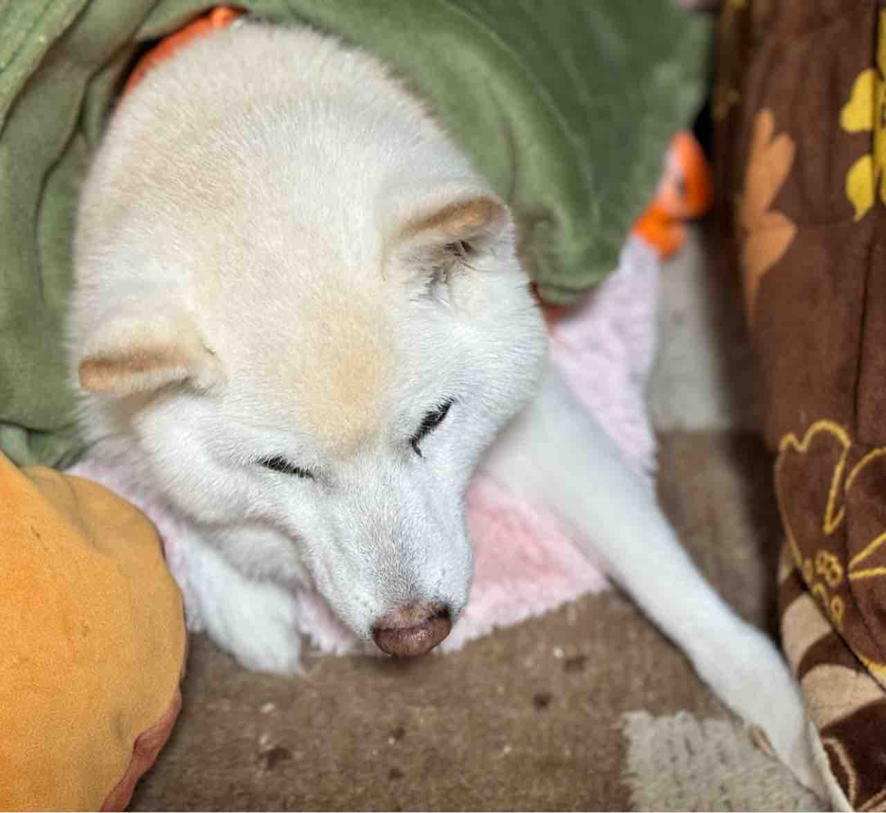 夢を見ていた午後 - くまめくり～日々是自転車操業～