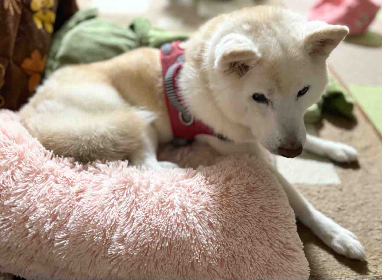 いつの日か - くまめくり～日々是自転車操業～