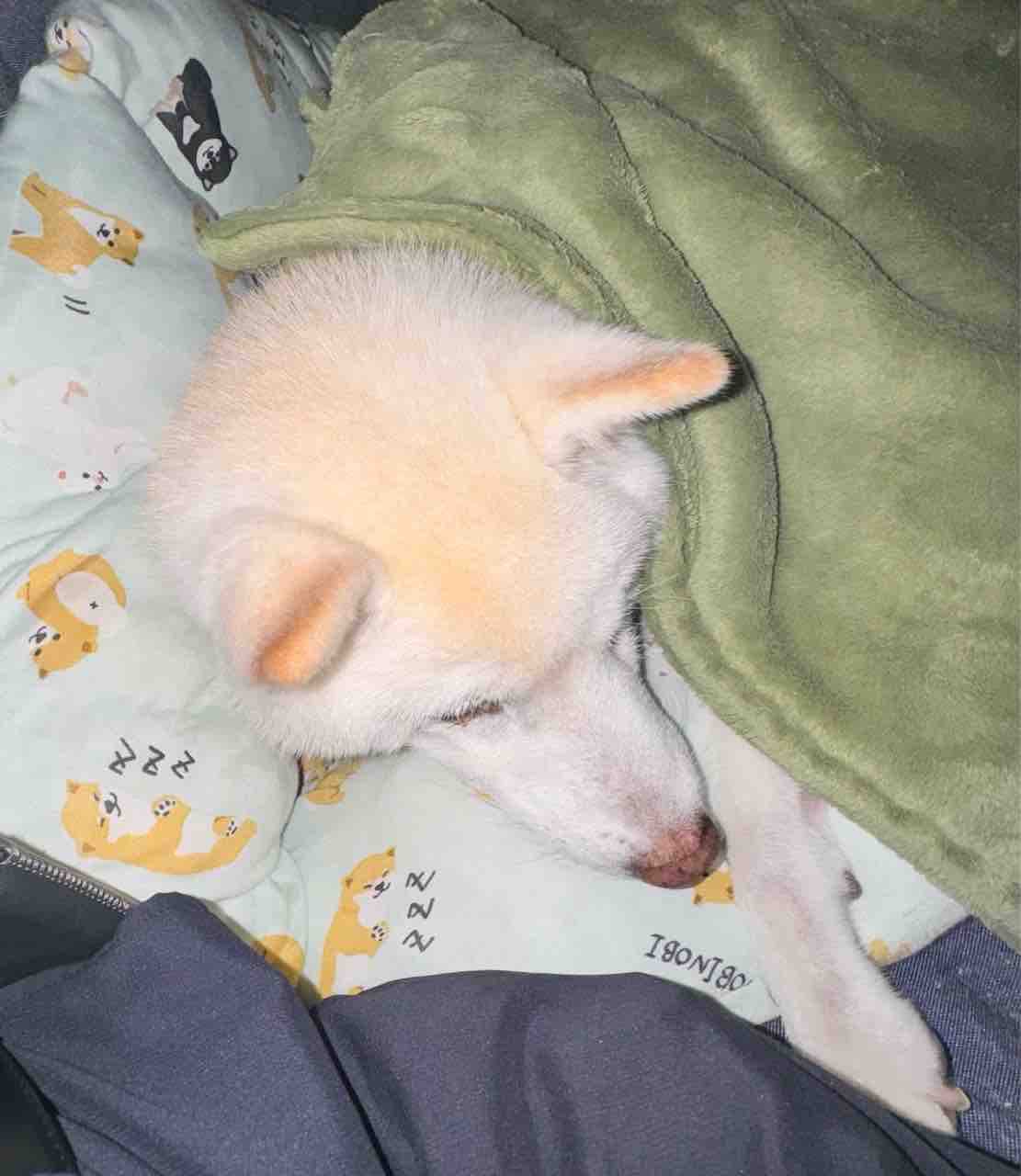 あめづくし - くまめくり～日々是自転車操業～