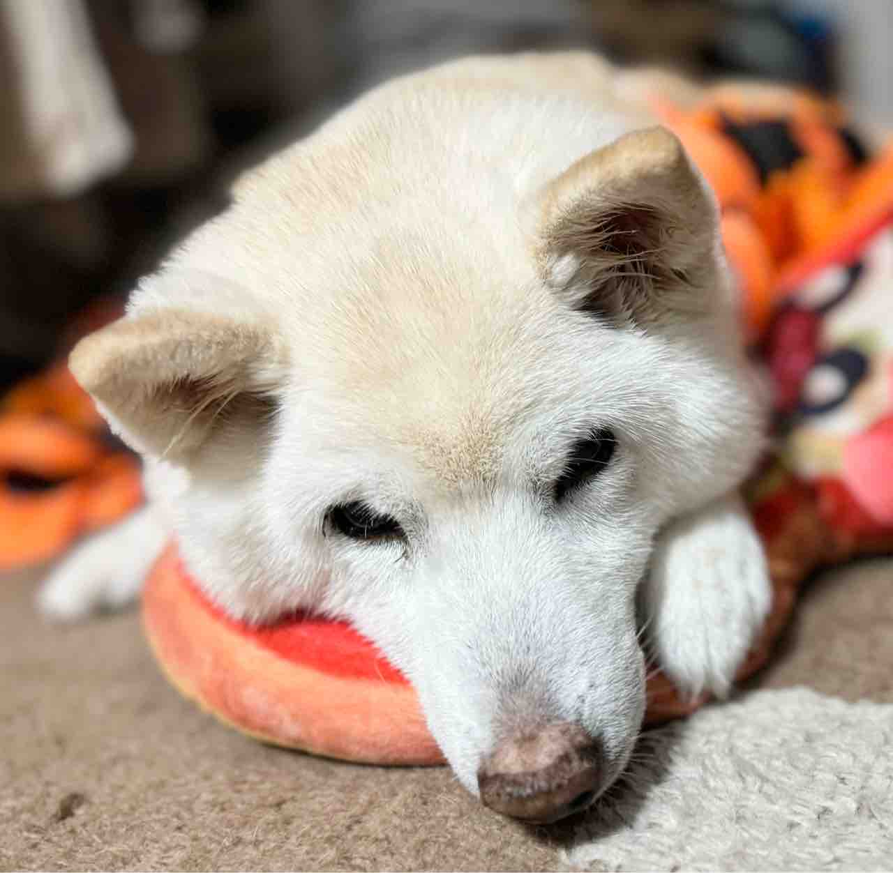 うむ : くまめくり～日々是自転車操業～