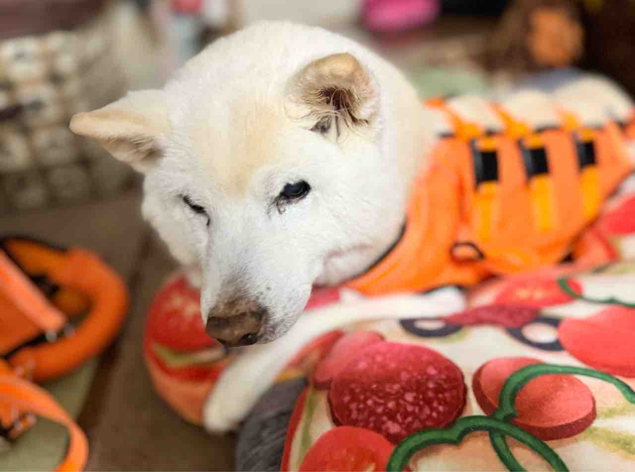 アレがない - くまめくり～日々是自転車操業～