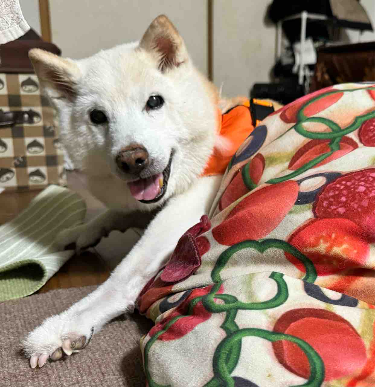 今夜はお掃除 - くまめくり～日々是自転車操業～