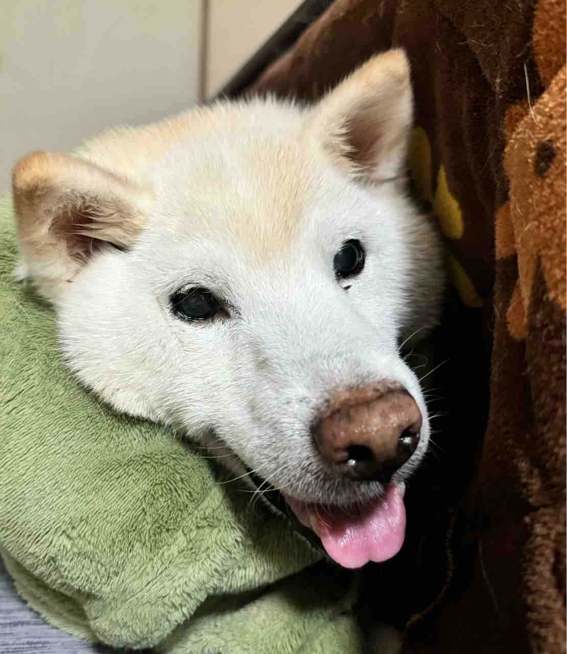 グリコの手口 - くまめくり～日々是自転車操業～