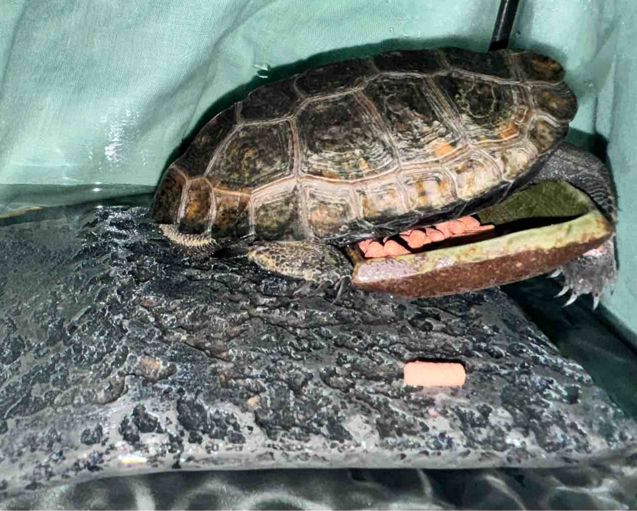 昔、お世話になった、、、 - くまめくり～日々是自転車操業～