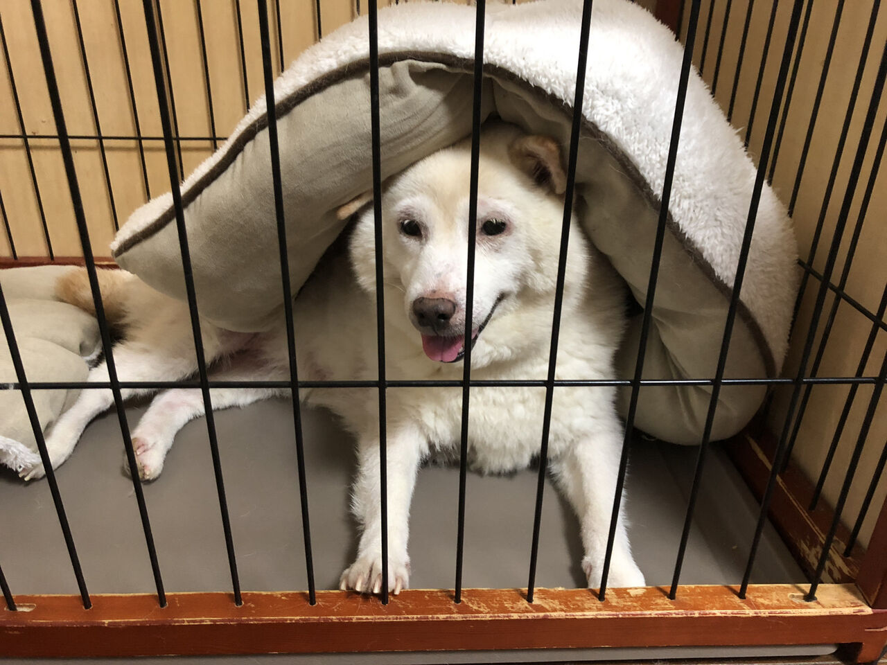 交代 - くまめくり～日々是自転車操業～