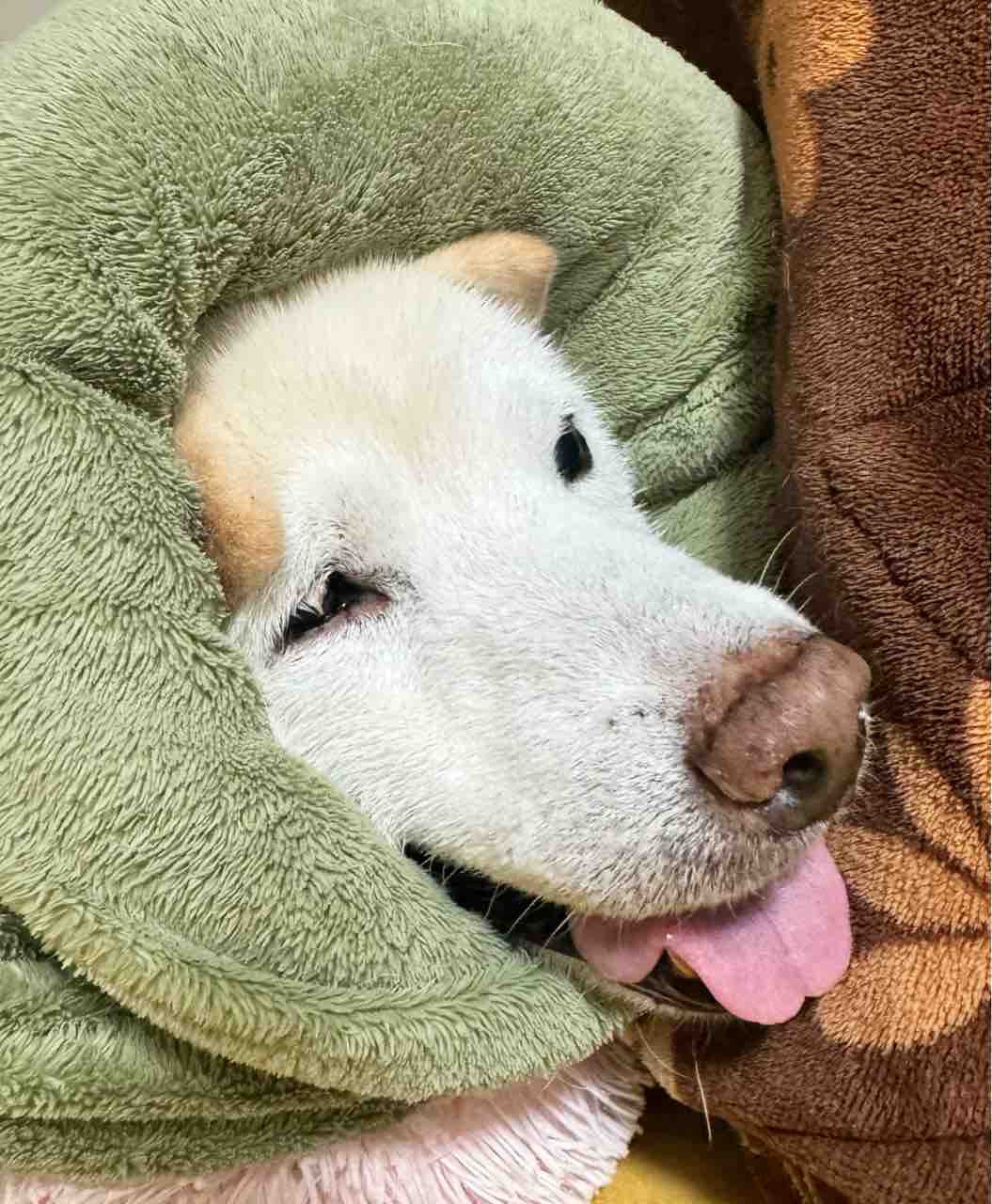 松鶴家千とせ - くまめくり～日々是自転車操業～