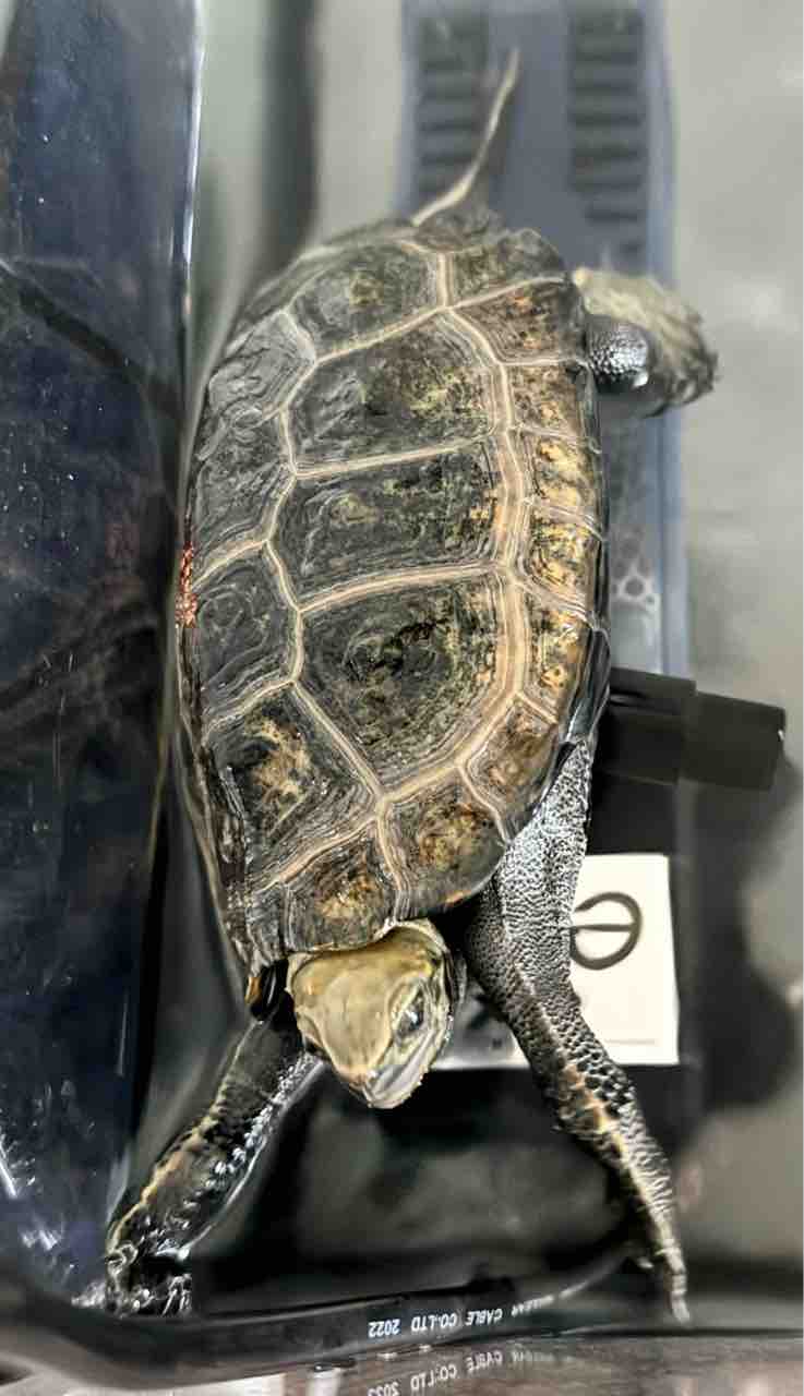 実験 : くまめくり～日々是自転車操業～