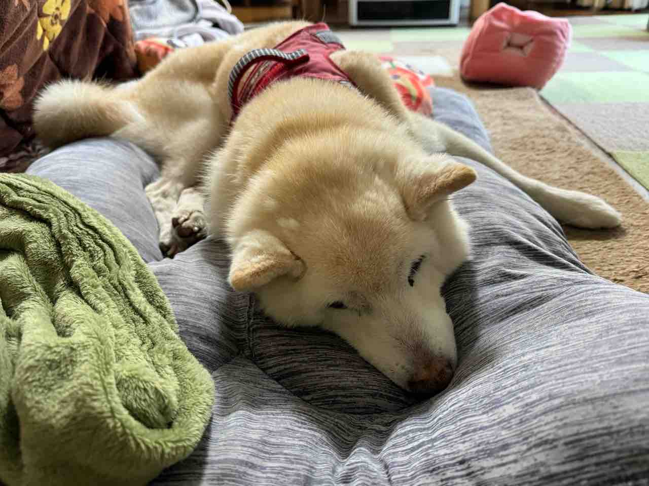 エクステ - くまめくり～日々是自転車操業～