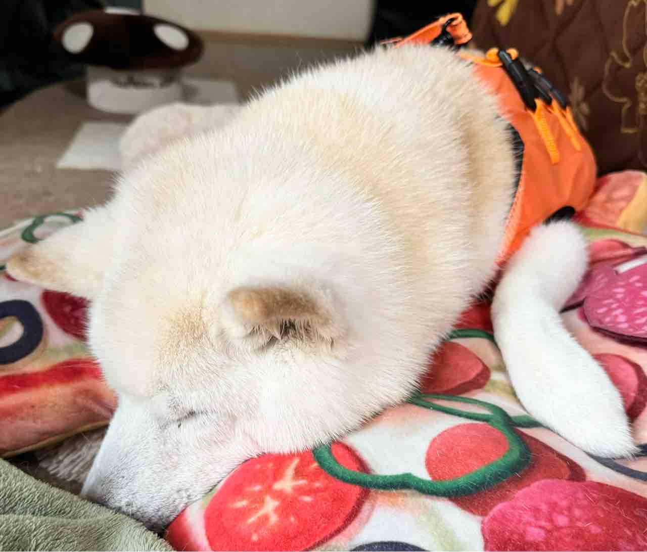 忘れ去られた一本 - くまめくり～日々是自転車操業～