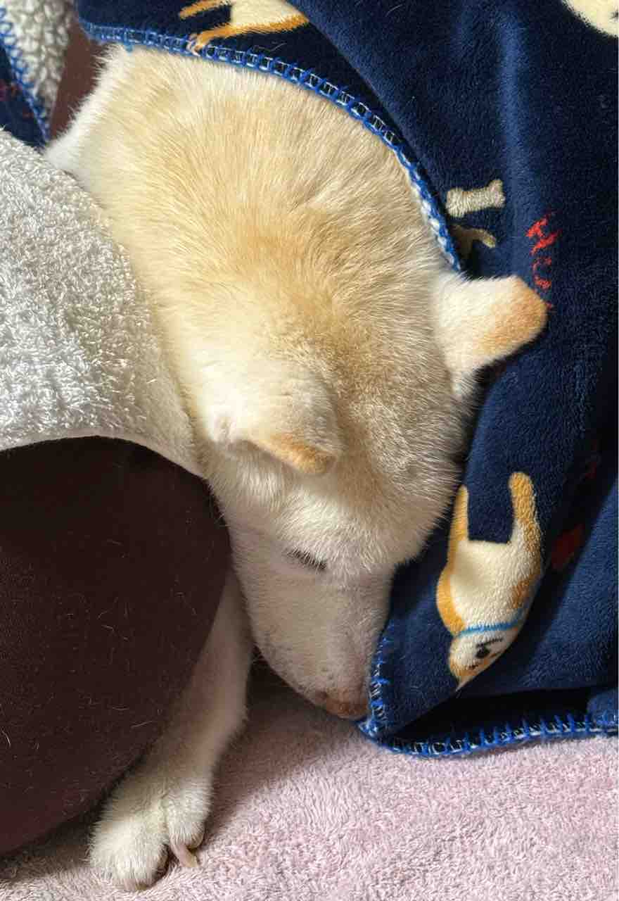 やはり堕ちた : くまめくり～日々是自転車操業～