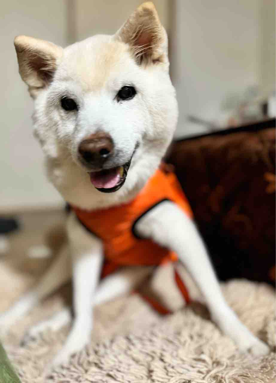 ペリスケ : くまめくり～日々是自転車操業～