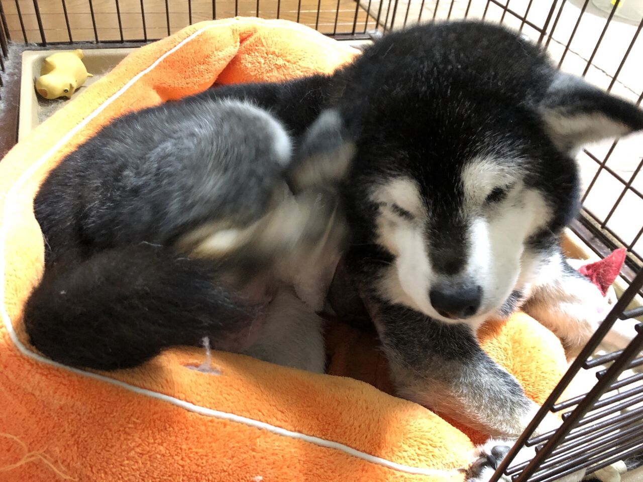 今月のちょこちょこ - くまめくり～日々是自転車操業～