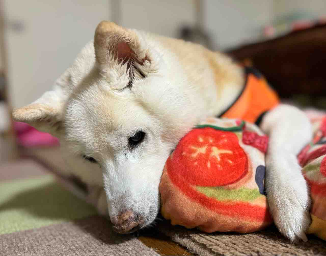 再発見 : くまめくり～日々是自転車操業～