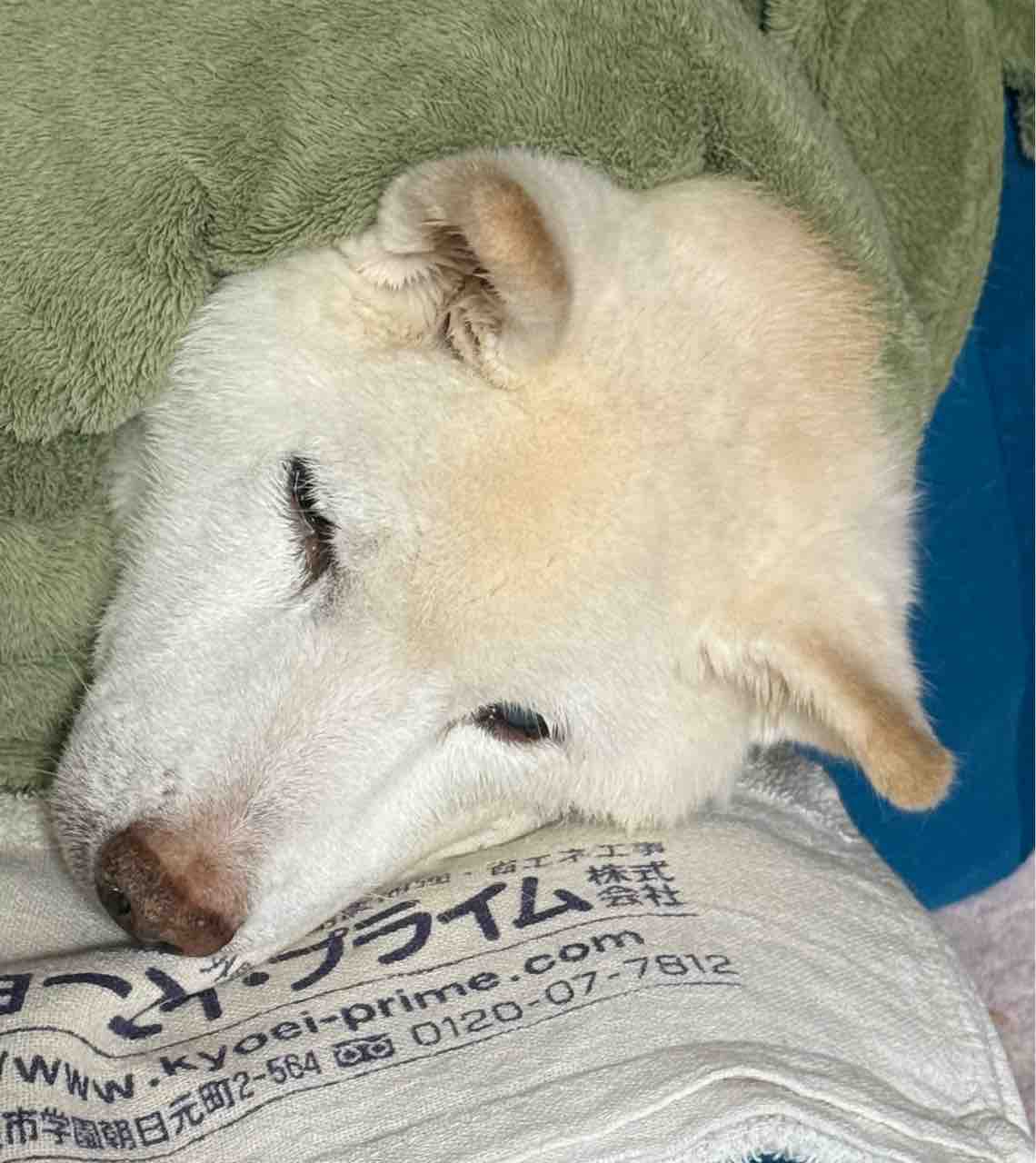 どちらに重点を？ : くまめくり～日々是自転車操業～