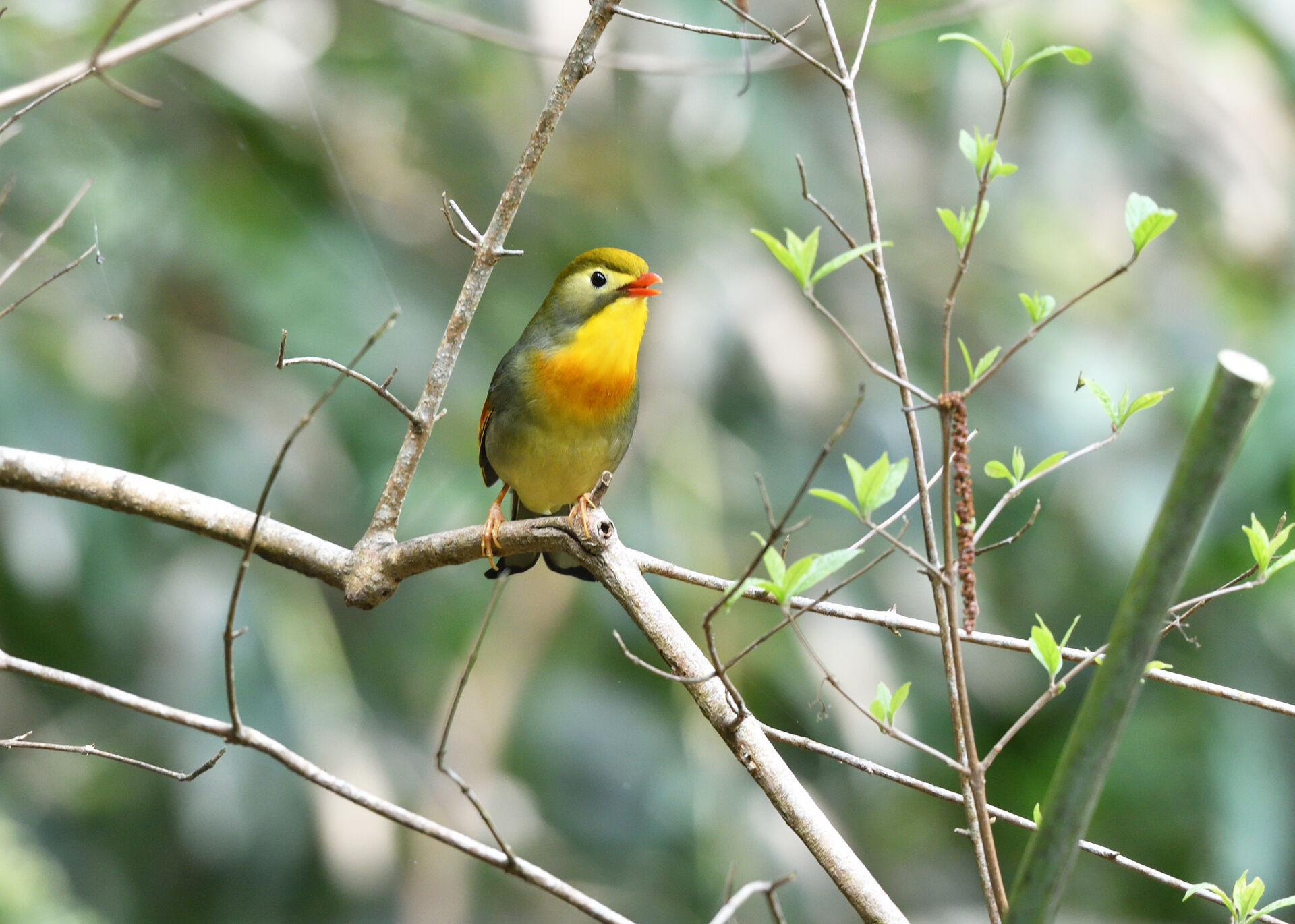 ミソッチの徒然日記:今日の野鳥