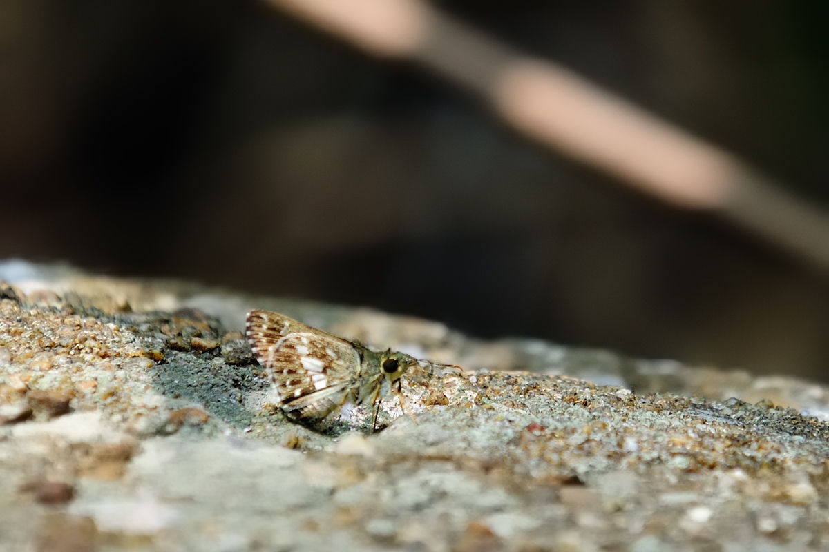Naturing Thailand : ヒメセセリ(Halpe porus) in Kaeng Krachan NP Feb'2011