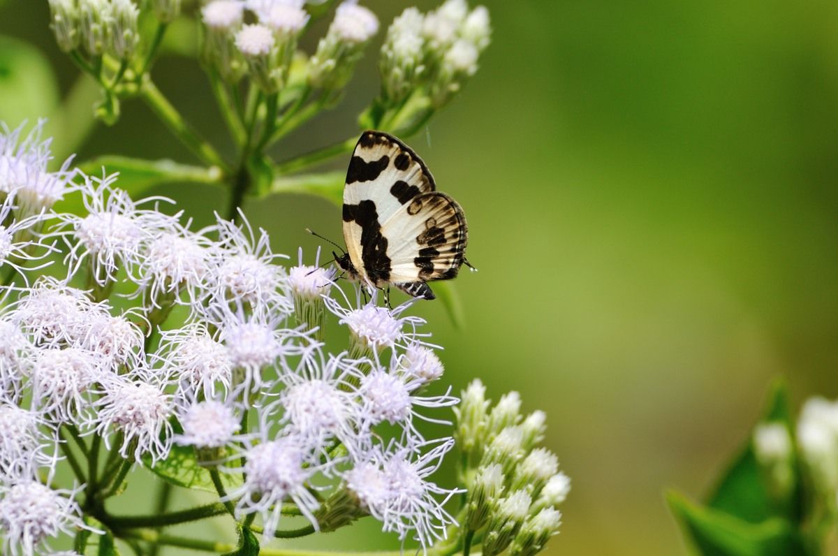 Naturing Thailand : カギシロサカハチシジミ(Caleta elna) in Khao Yai NP Nov'2011