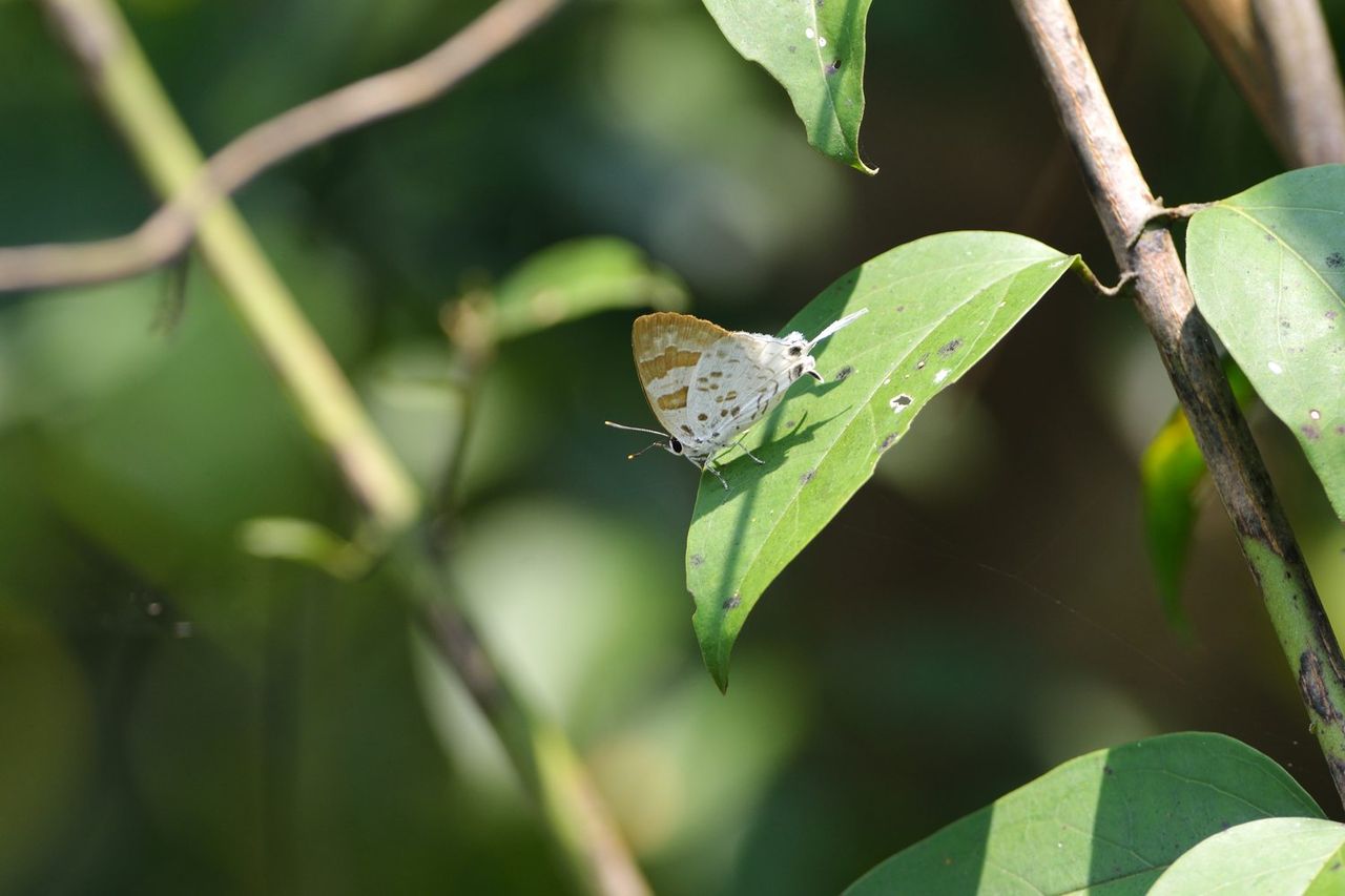Naturing Thailand : フウライボウシジミ(Bindahara phocides)♀in Khao Yai NP Feb'2013