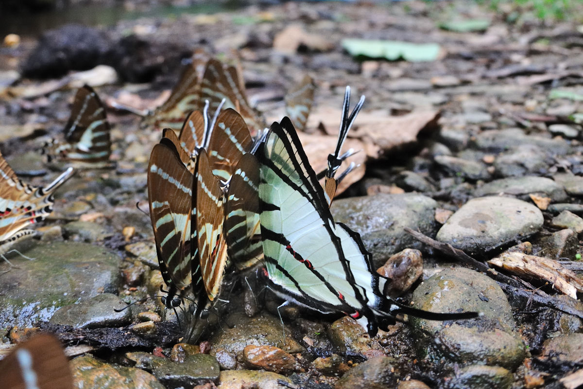 Naturing Thailand : ヒメシロオナガタイマイ(Graphium agetes) - アゲハチョウ科その27