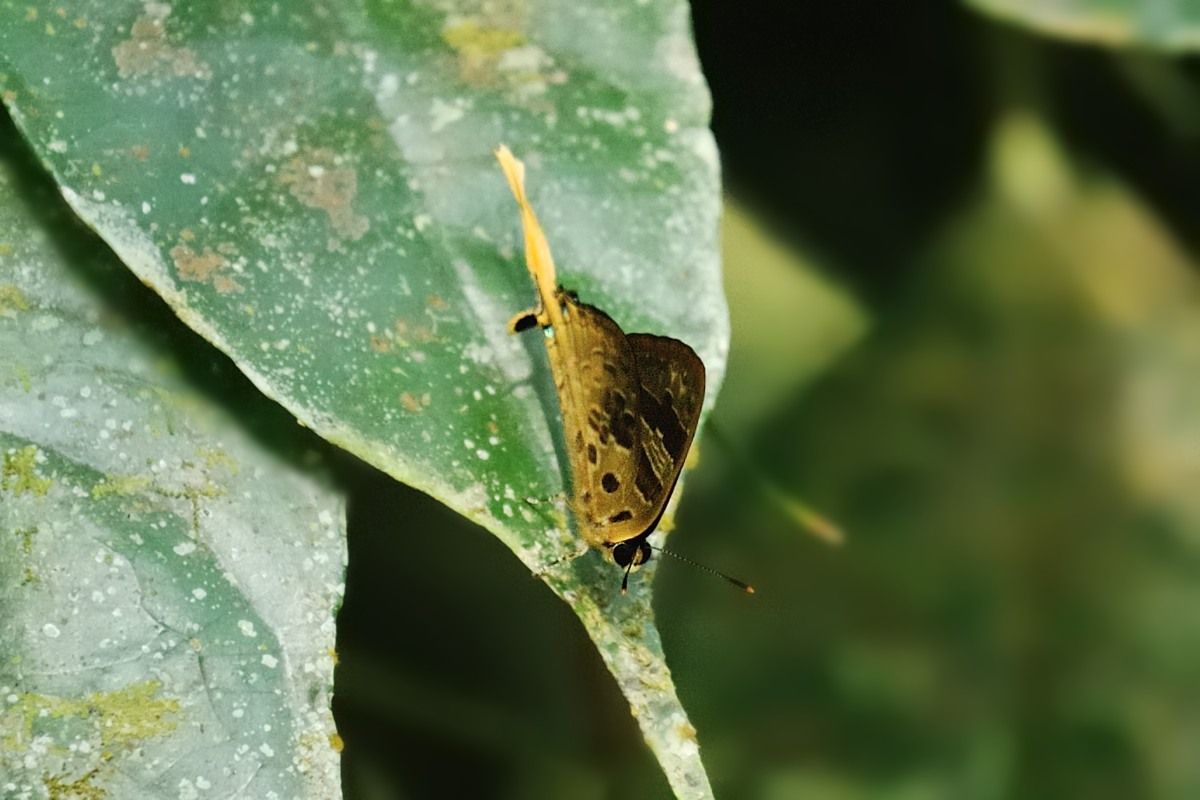 Naturing Thailand : フウライボウシジミ(Bindahara phocides) in Kaeng Krachan NP ...