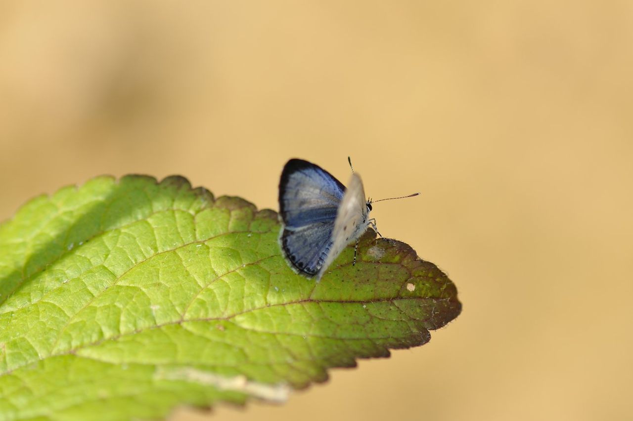 Naturing Thailand : Lestranicus transpectus（ヒメシジミ族）