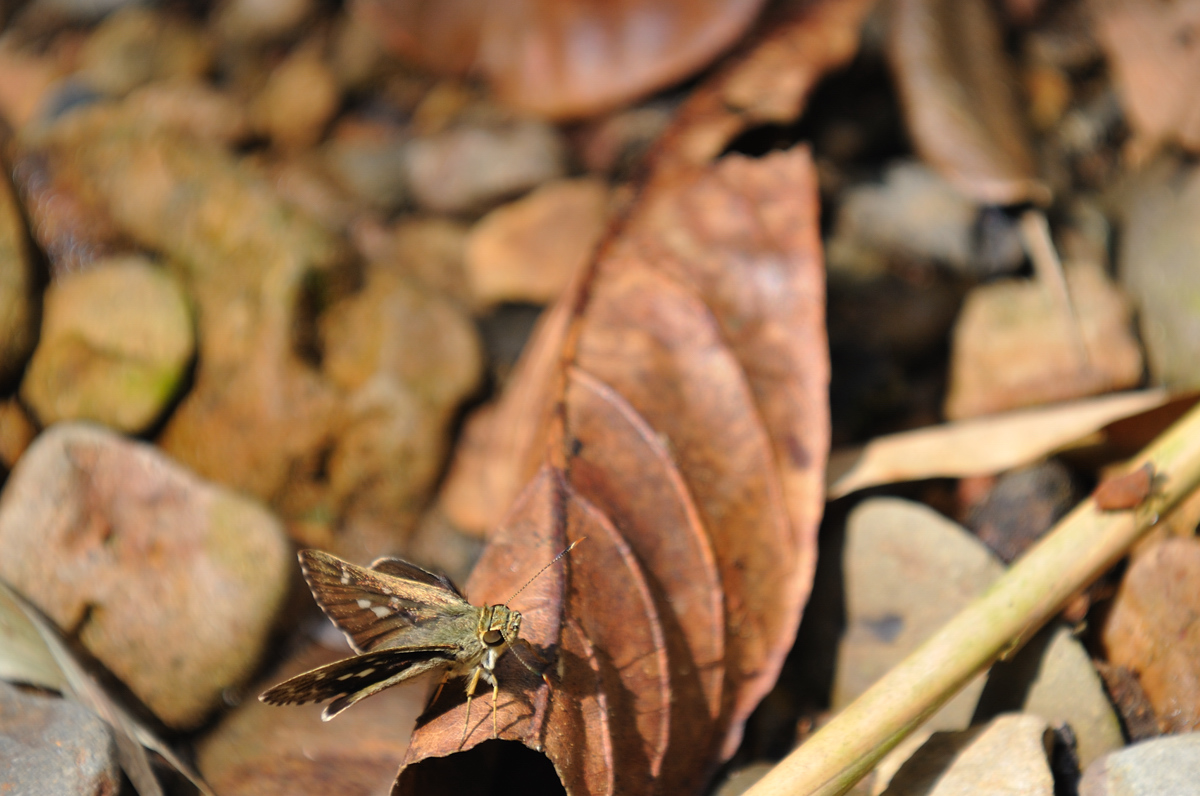 Naturing Thailand : ヒメセセリ(Halpe porus) in Kaeng Krachan NP Feb'2011
