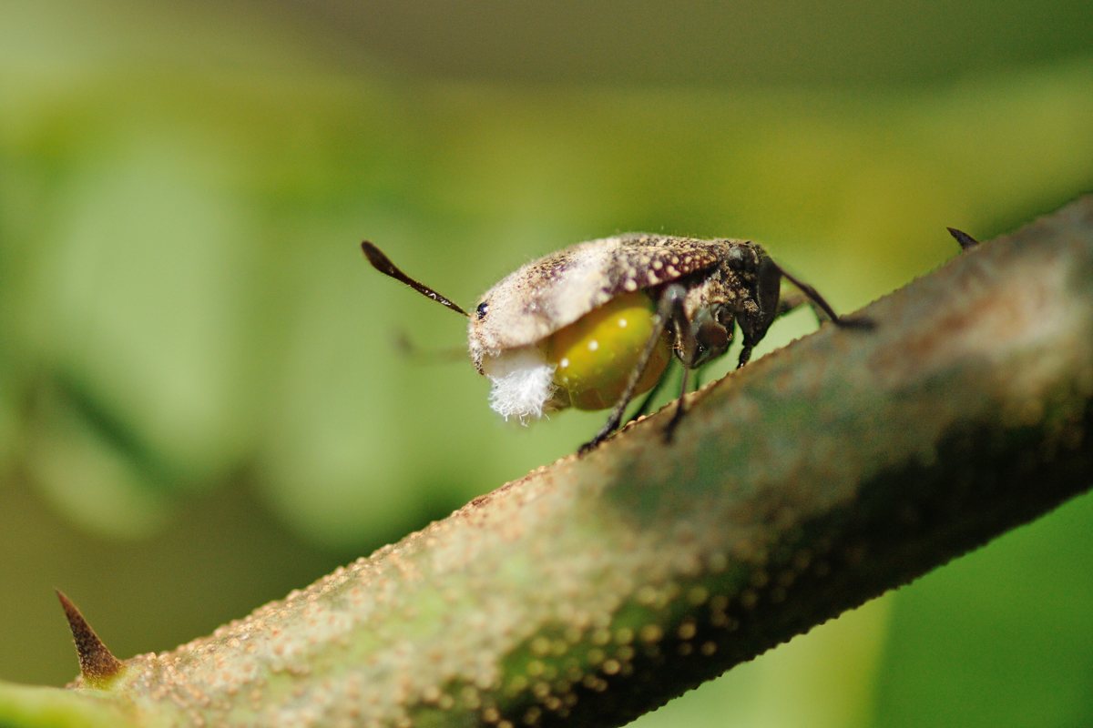 Naturing Thailand : Ancyra sp (Eurybrachyidae) - ヒロズアシブトウンカの仲間