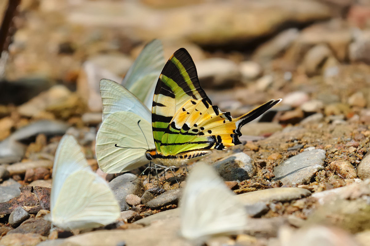Naturing Thailand : オナガタイマイ(Graphium antiphates) in Kaeng Krachan NP 2011