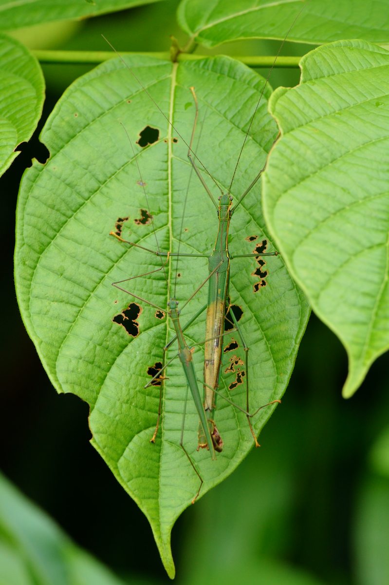 Naturing Thailand : Asceles sp.（トビナナフシ亜科） in Khao Yai