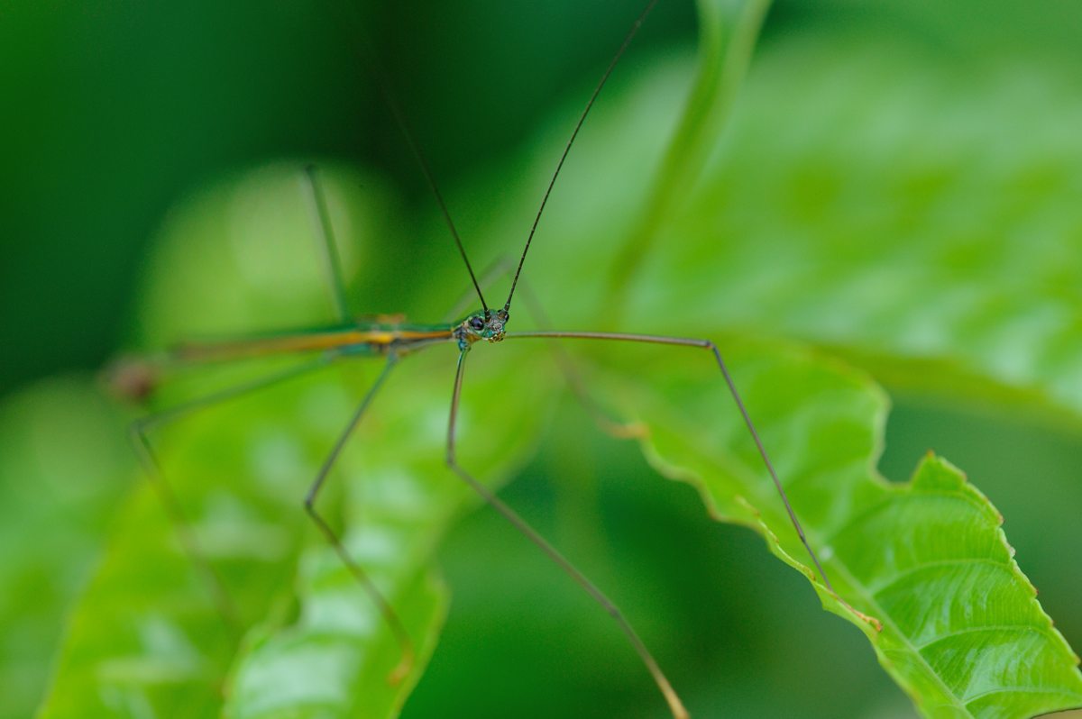 Naturing Thailand : Asceles sp.（トビナナフシ亜科） in Khao Yai