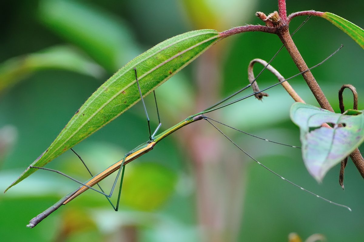 Naturing Thailand : Asceles sp.2 （トビナナフシ亜科 その2） in Khao Yai