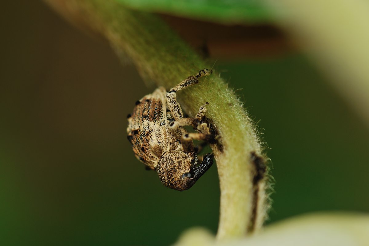 Naturing Thailand : ゾウムシの仲間 その4