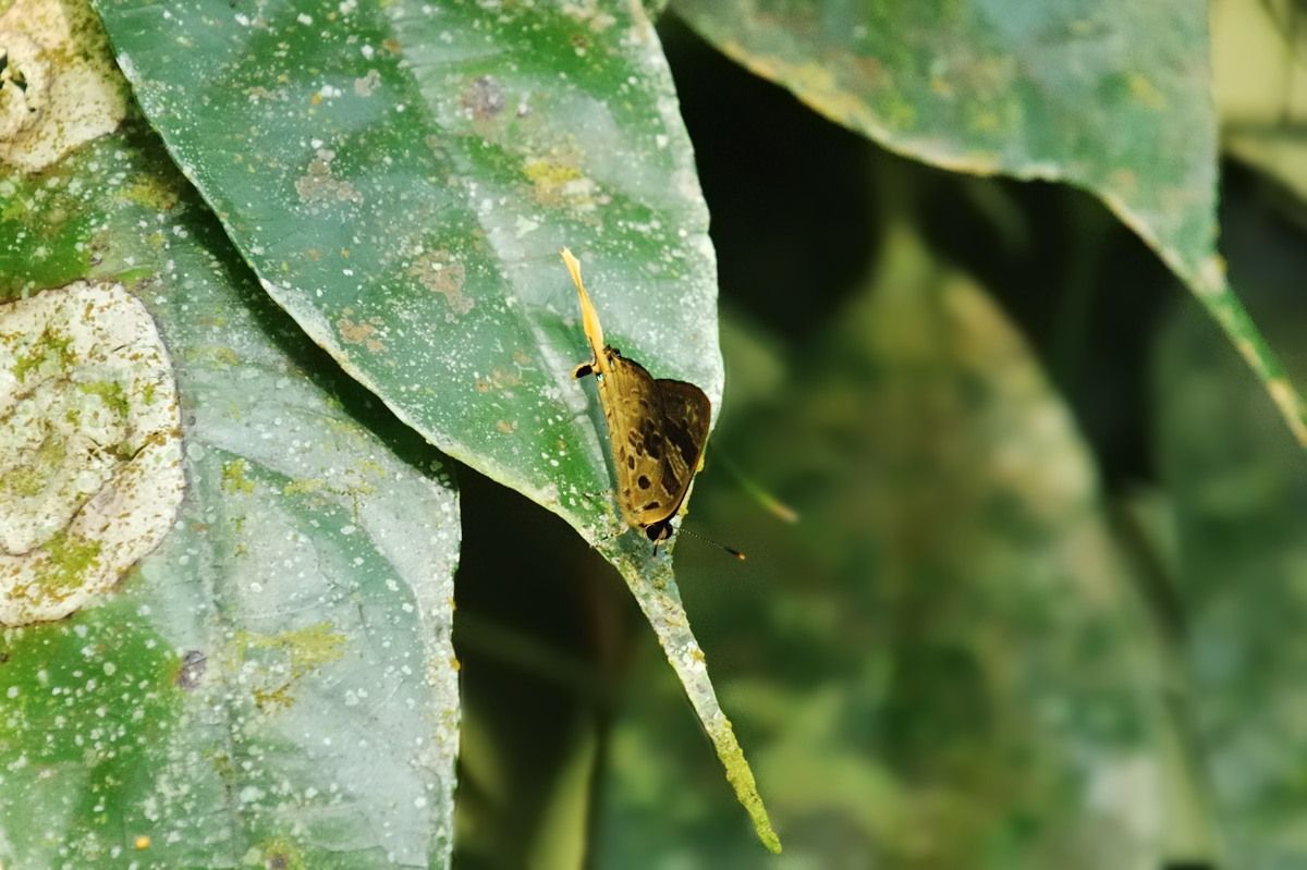 Naturing Thailand : フウライボウシジミ(Bindahara phocides) in Kaeng Krachan NP ...