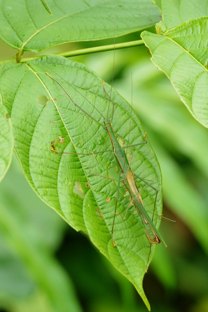 Naturing Thailand : Asceles sp.（トビナナフシ亜科） in Khao Yai