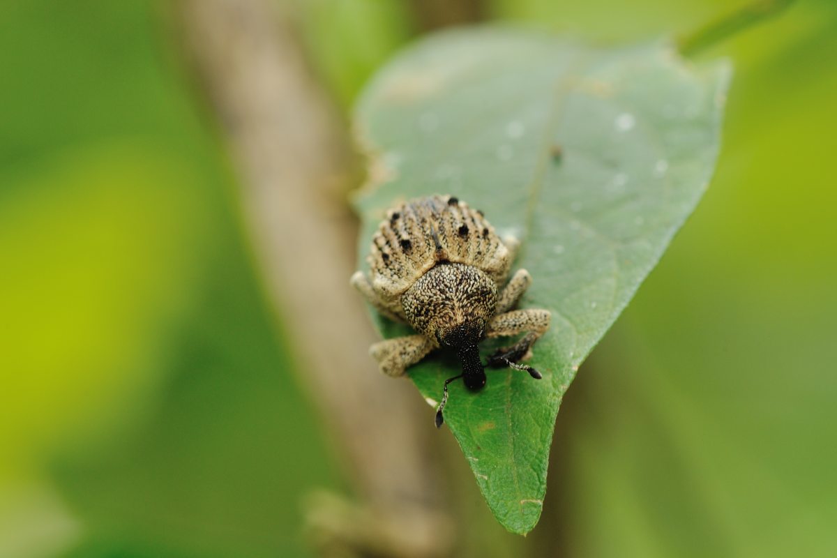 Naturing Thailand : ゾウムシの仲間 その4