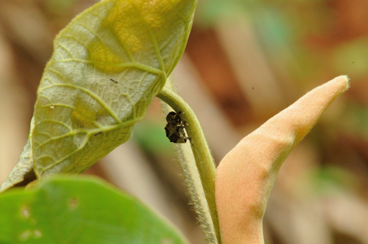 Naturing Thailand : ゾウムシの仲間 その4
