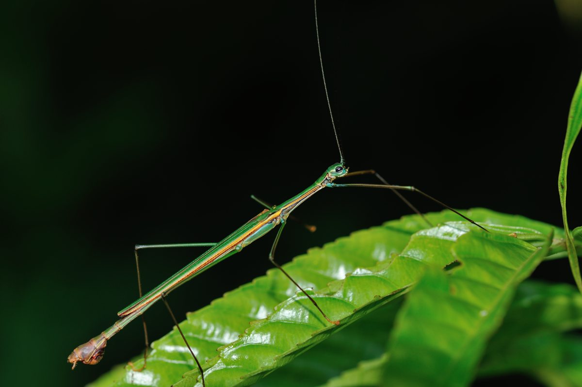 Naturing Thailand : Asceles sp.（トビナナフシ亜科） in Khao Yai