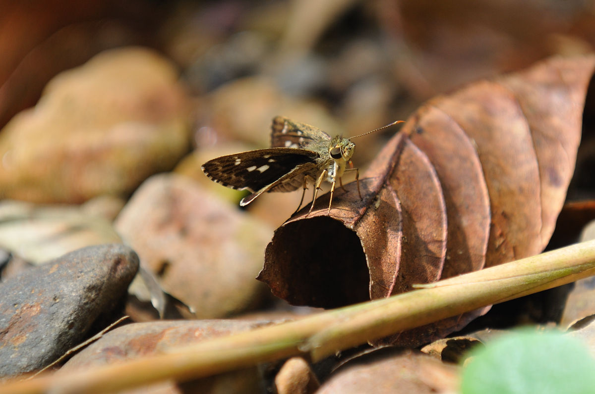 Naturing Thailand : ヒメセセリ(Halpe porus) in Kaeng Krachan NP Feb'2011