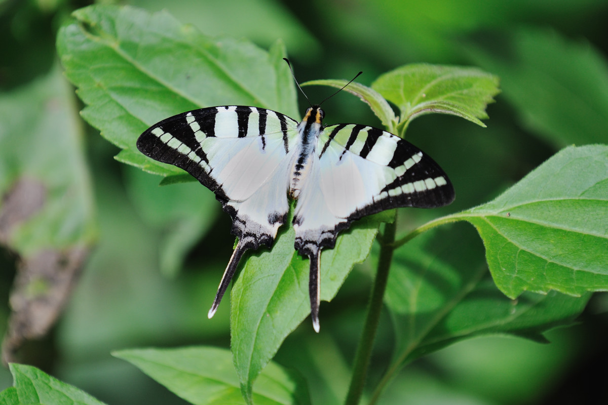 Naturing Thailand : オナガタイマイ(Graphium antiphates) in Kaeng Krachan NP 2011
