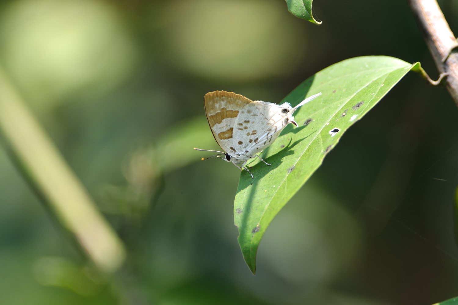 Naturing Thailand : フウライボウシジミ(Bindahara phocides)♀in Khao Yai NP Feb'2013