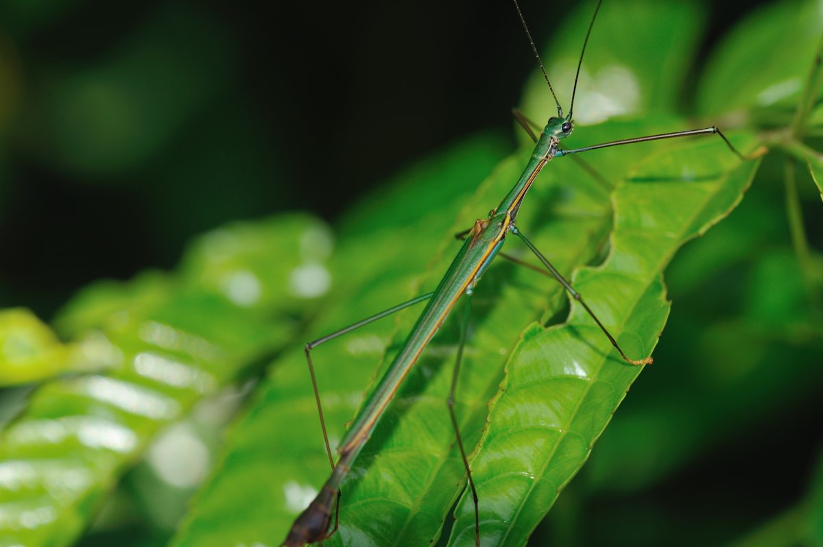 Naturing Thailand : Asceles sp.（トビナナフシ亜科） in Khao Yai